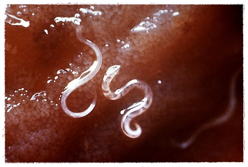 Gambar Macam-macam cacing | Dunia Binatang