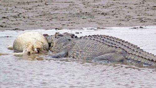 10 Hewan atau Binatang kanibal