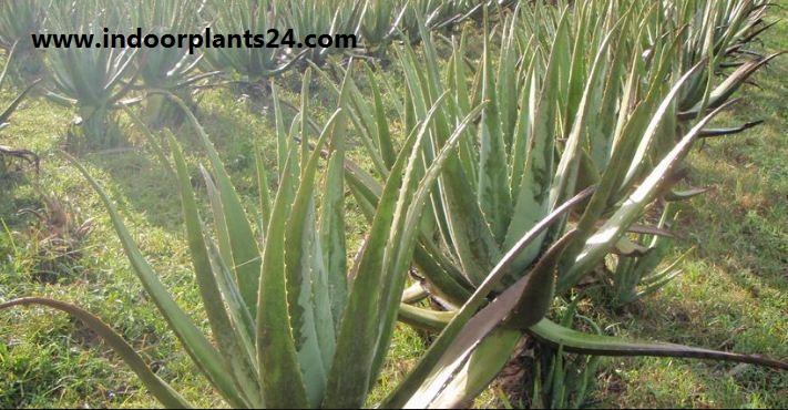 🤷PLANT🤷Aloe Barbadensis Aloe Vera Indoor Plant Benefits Care ...