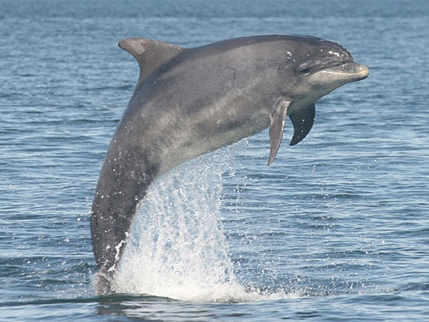 O GRITO DO BICHO: Golfinhos chamam uns aos outros pelo nome, sugere ...