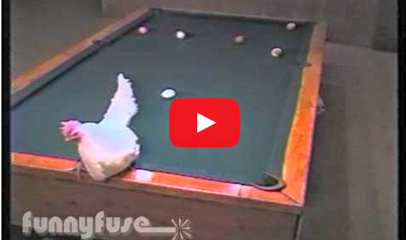 Chicken Plays Pool With its Egg! - So Funny! - Must Watch Video