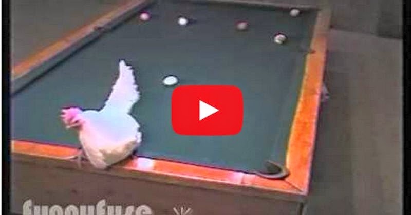 Chicken Plays Pool With its Egg! - So Funny! - Must Watch Video
