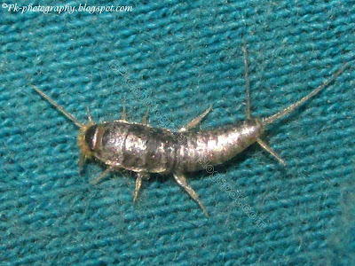 Silverfish-Lepisma saccharina | Nature, Cultural, and Travel ...