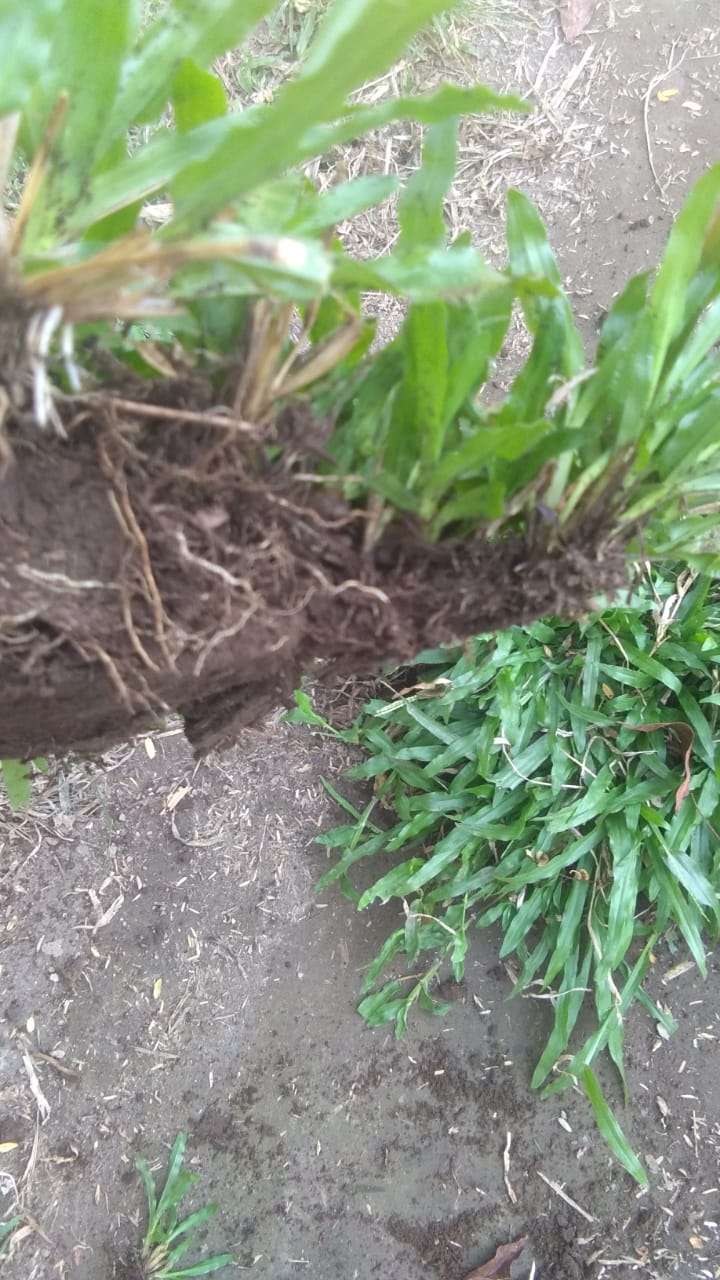 Penjual rumput gajah paitan yogyakarta untuk proyek bandara baru kulon ...