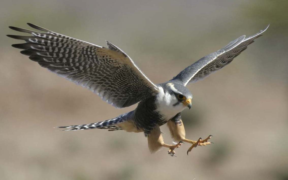 All About Animal Wildlife: Peregrine Falcon Wildlife Wallpapers