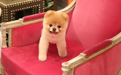 Discoveries and Perceptions: Boo the Pomeranian: World’s Cutest Dog has ...