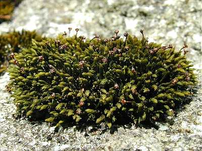 Mosses