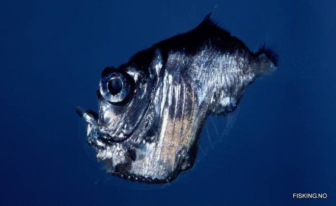 Dypvannsfisk er stygge - FISKING.NO - Alt om fiske