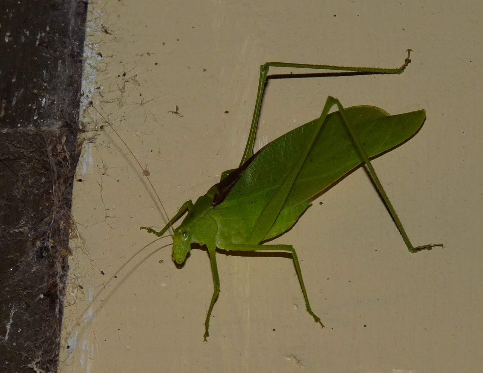 Hill Shepherd: The singing Katydid