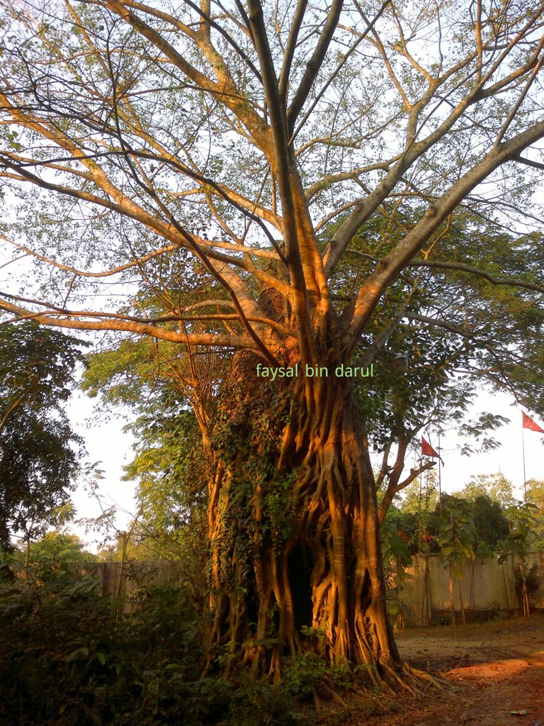 Sight By Walk: Unique Banyan Tree of Akhaura