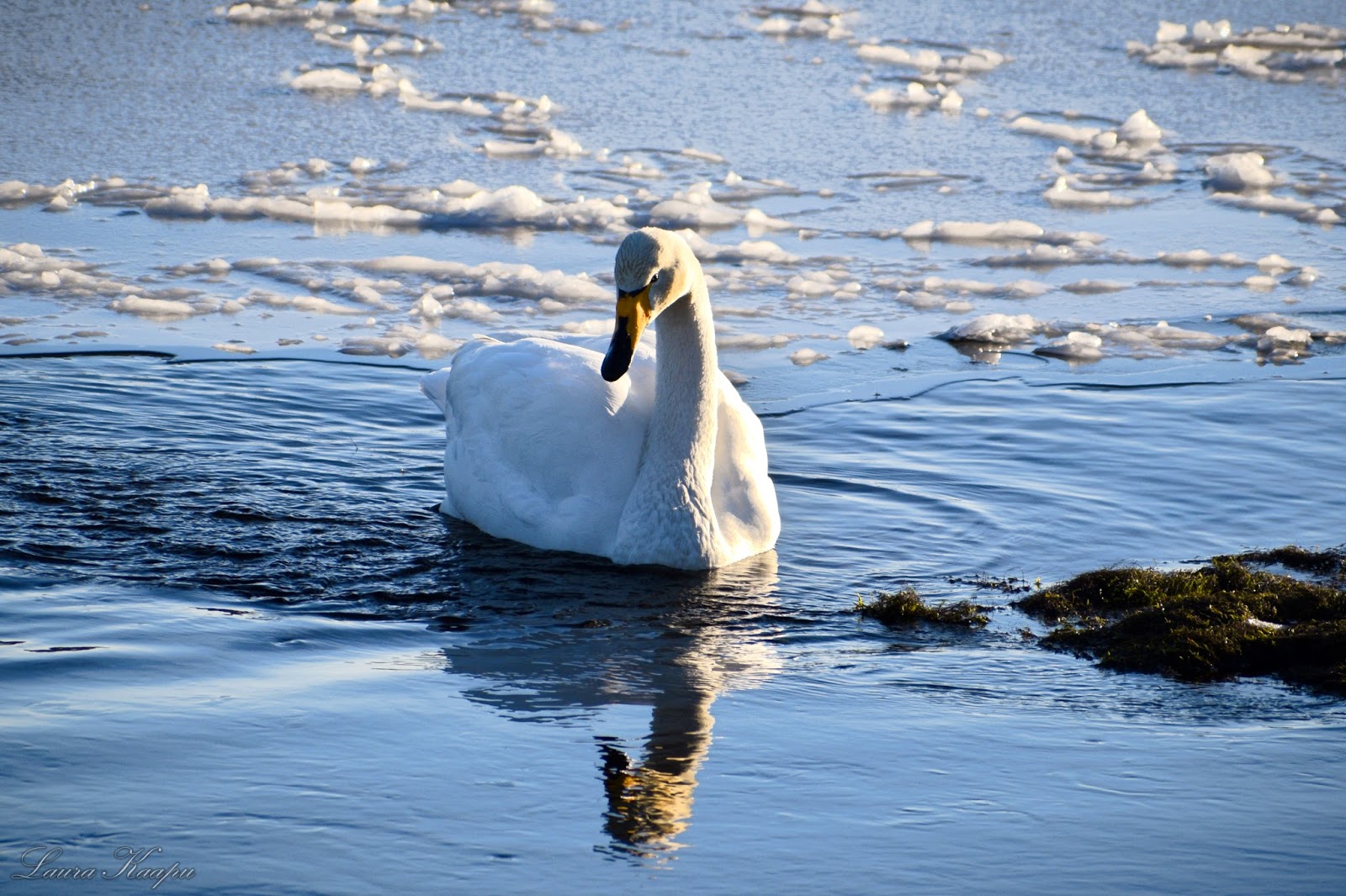 Tähtien loistetta: Joutsenkuvia