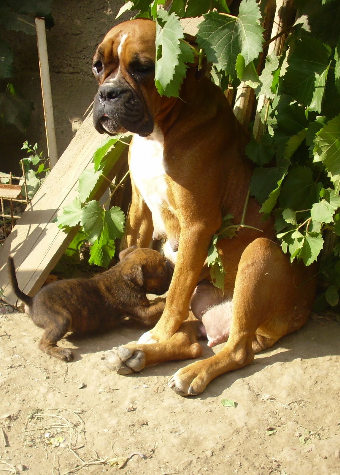 Boxer de vanzare: Poze Boxer German