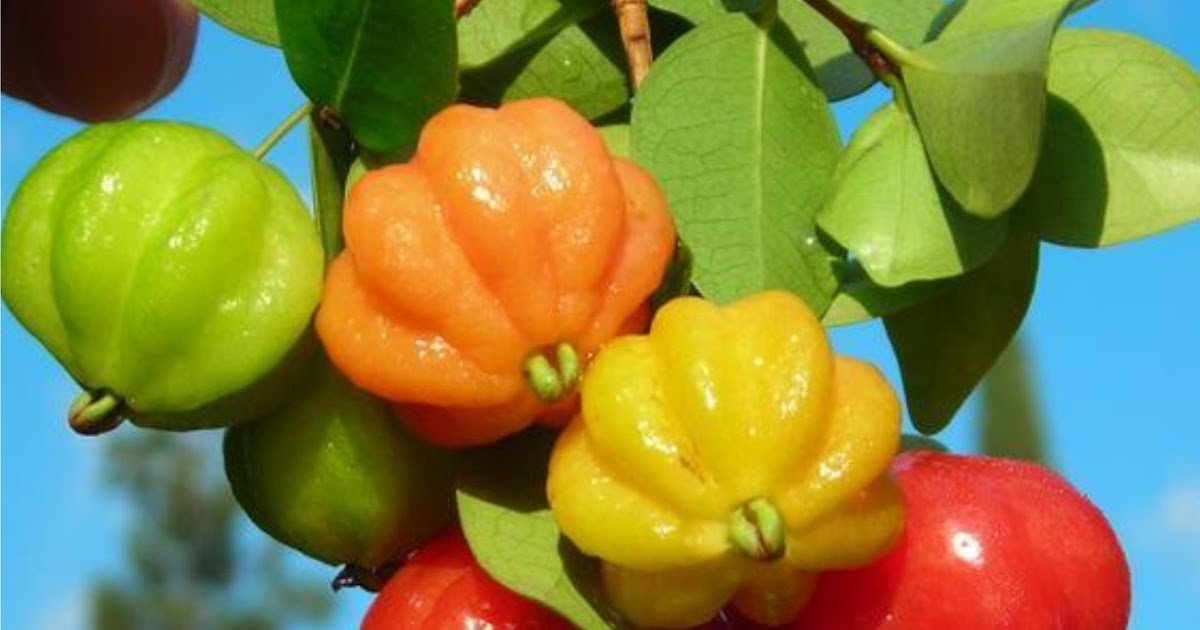 Estágio no Sítio dos Herdeiros: PITANGA: UMA FRUTA ESPECIAL, possui ...