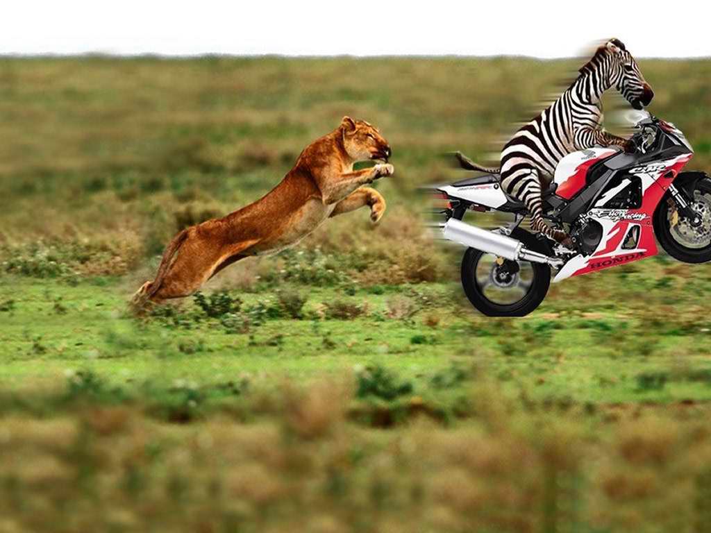 Zebra na motoru, uhvati me ako možeš ~ Vicevi - Besplatna Zabava ...