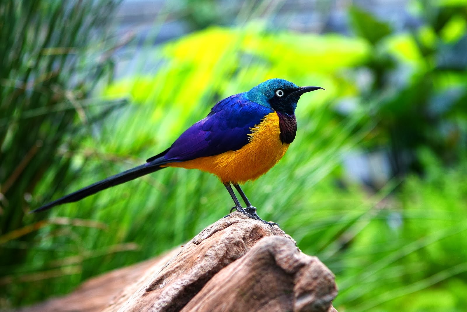 Biologia e Biodiversidade : Aves