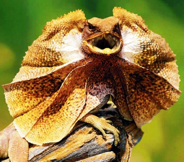 ΚΡΟΣΣΩΤΗ ΣΑΥΡΑ (FRILLED LIZARD) photos - wallpapers (ανανεωμένο) | the ...