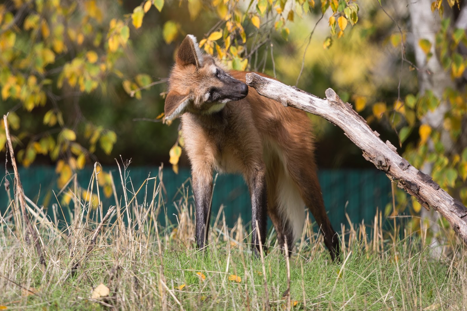 Welcome Joy and Scarlet, new maned wolves