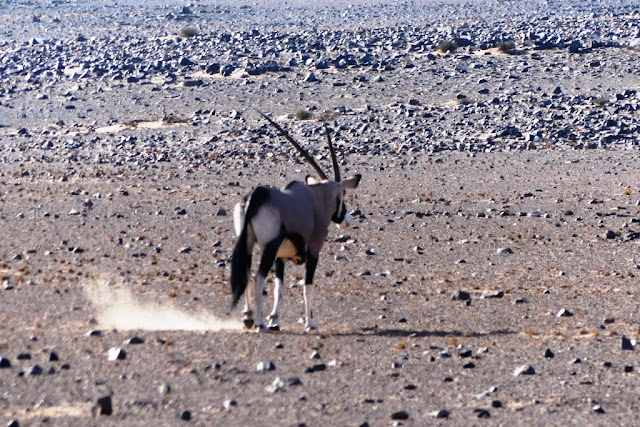 LUIS LÓPEZ PUNTO COM: ÁFRICA AUSTRAL 2016: El Orix, un antílope que ...