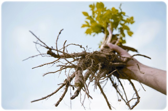 Living Daisy: The Fresh and Only L'Occitane Angelica