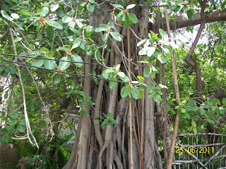 Prakruti -Mother Nature: Banyan Tree " Vata Vriksha"