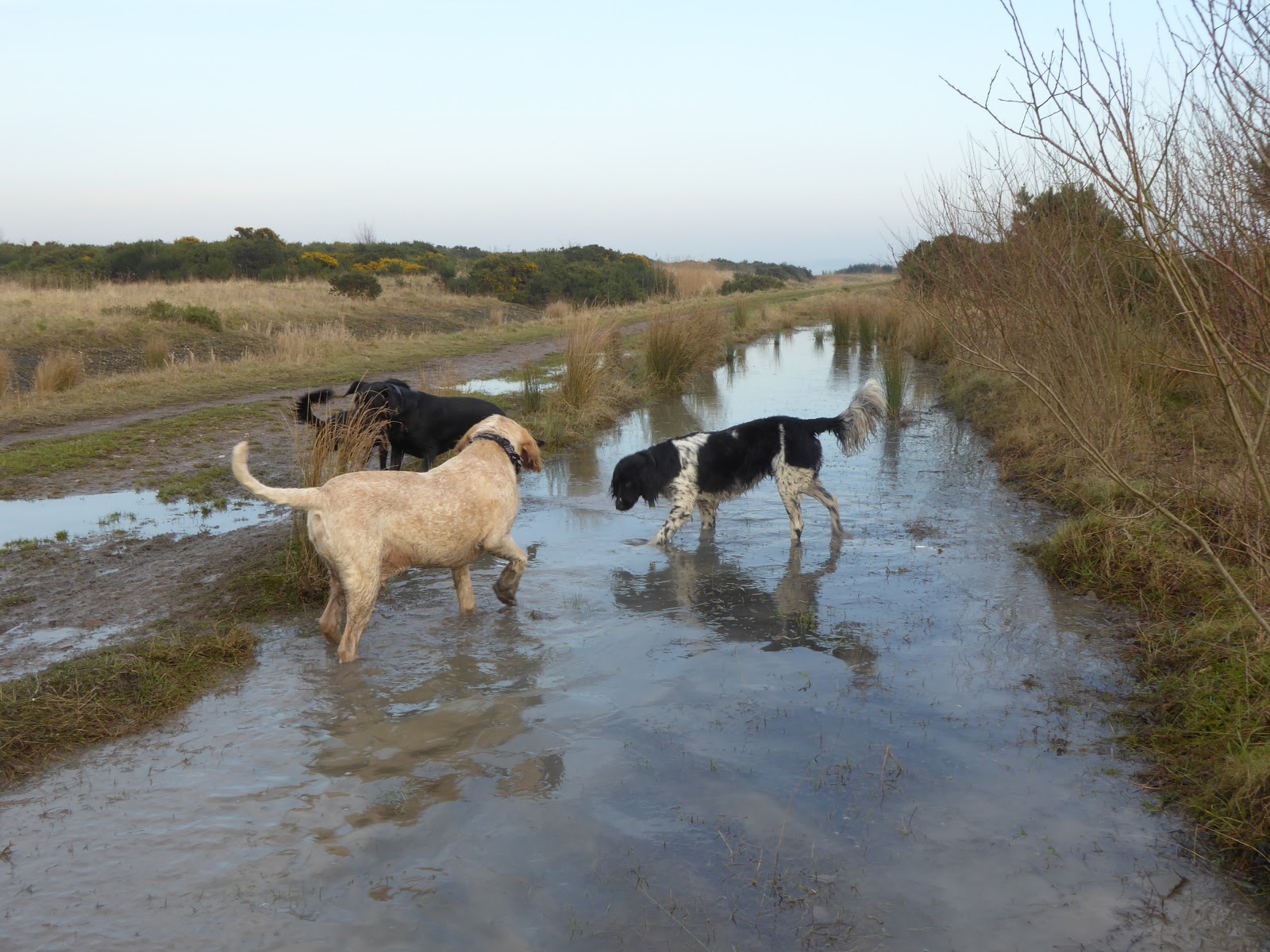 Dog Blog: Ozzy and all the black dogs, chasing crows and splashing about