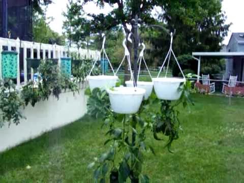 Alternative methods for growing tomato | Garden Park
