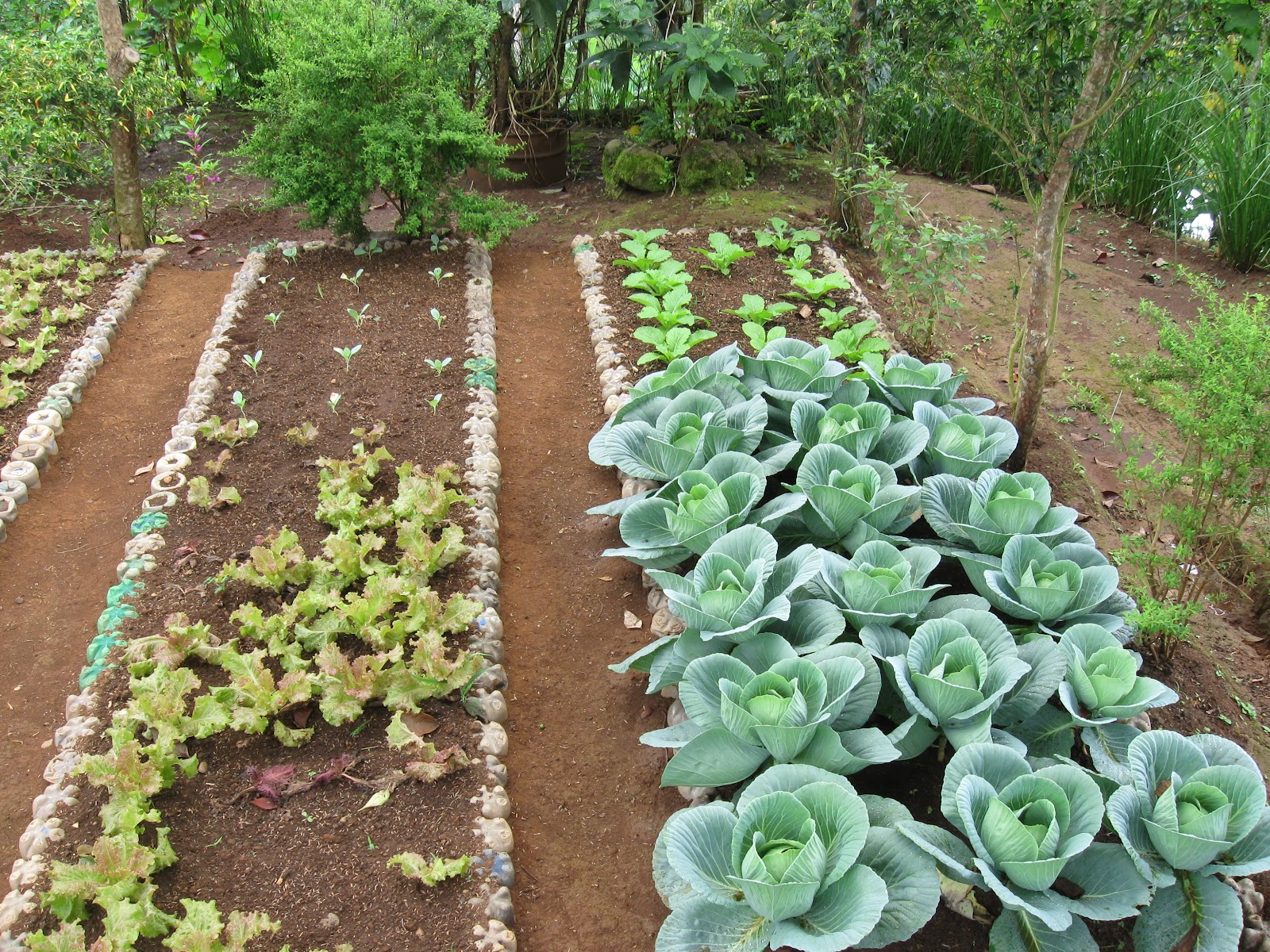Proyecto Semillas de Esperanza: Hortalizas orgánicas de la Huerta Escolar
