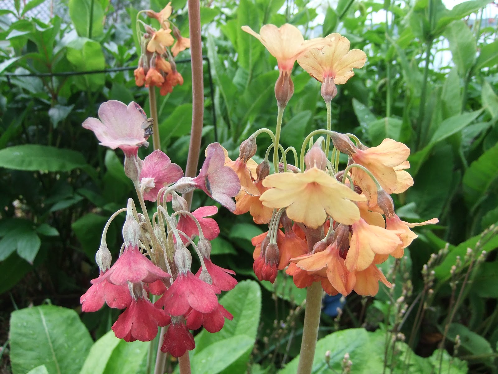 Hage 69 grader N: Se min hage