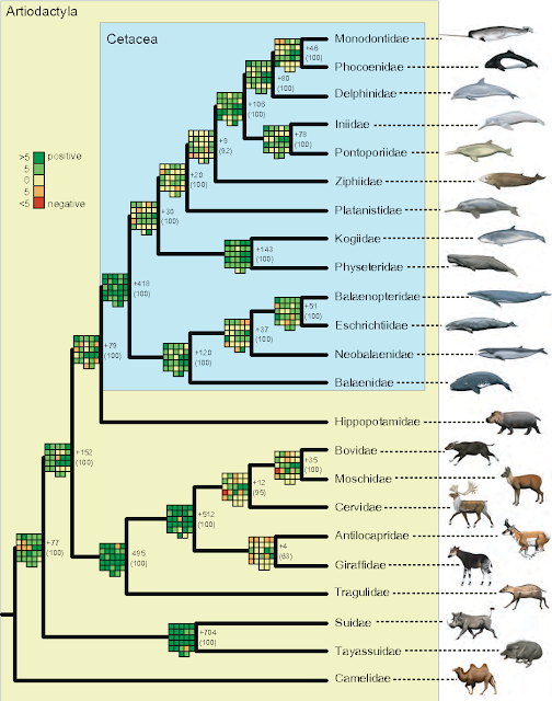 Baleen whales and Toothed whales, explained