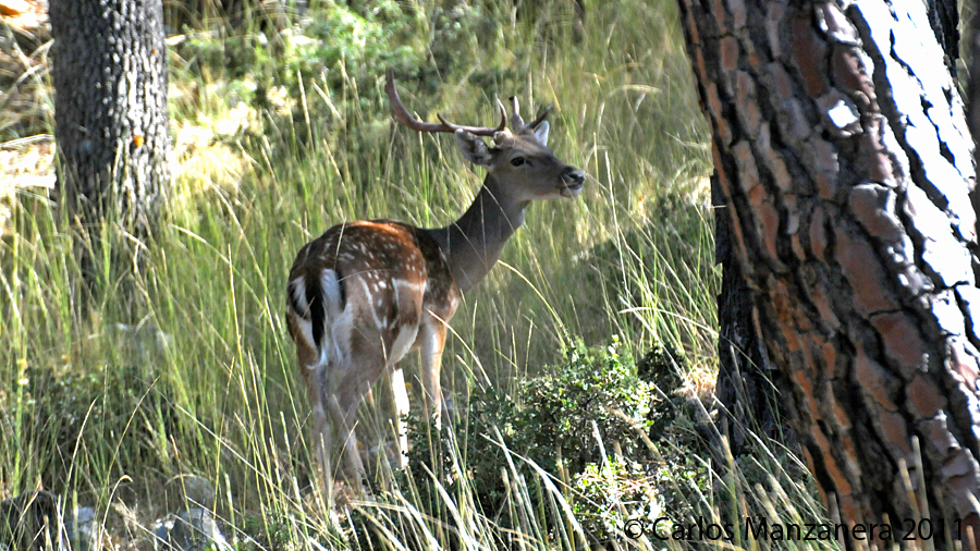 Natura de Caps de Setmana: septiembre 2011