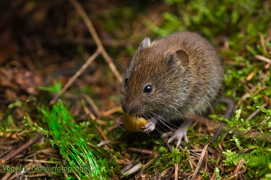 Vogel- en Natuurfotografie door Remco van Daalen: Nationaal Park De ...
