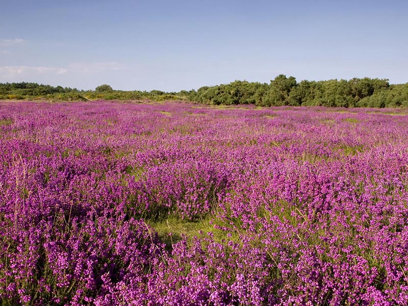 Free Wallpaper: Purple Flower Field Wallpaper