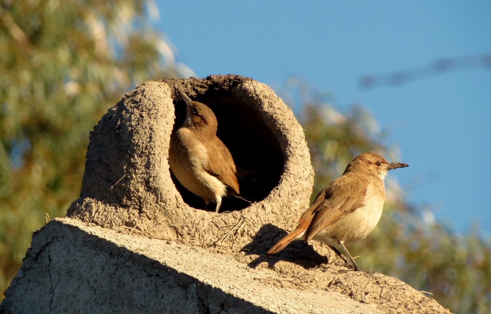 delicias en bandeja: Con la paciencia del Hornero y la belleza de valle ...