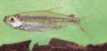 Alma d'Água: Peixes / Characiformes / Alestidae