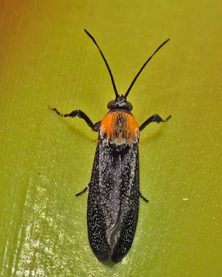 BunyipCo: September 2015