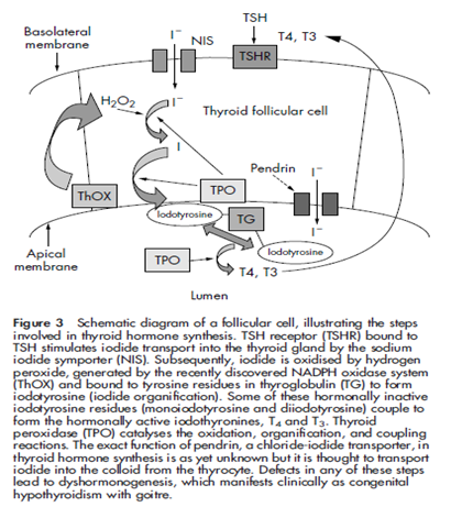 Tahiruddin Tahir: The Genetic Aspects of Primary Congenital Hypothyroidism