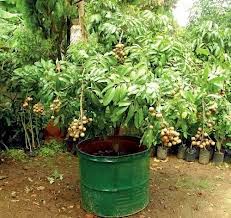 Pohon Lengkeng | Jual pohon lengkeng cangkokan | Tukang Taman