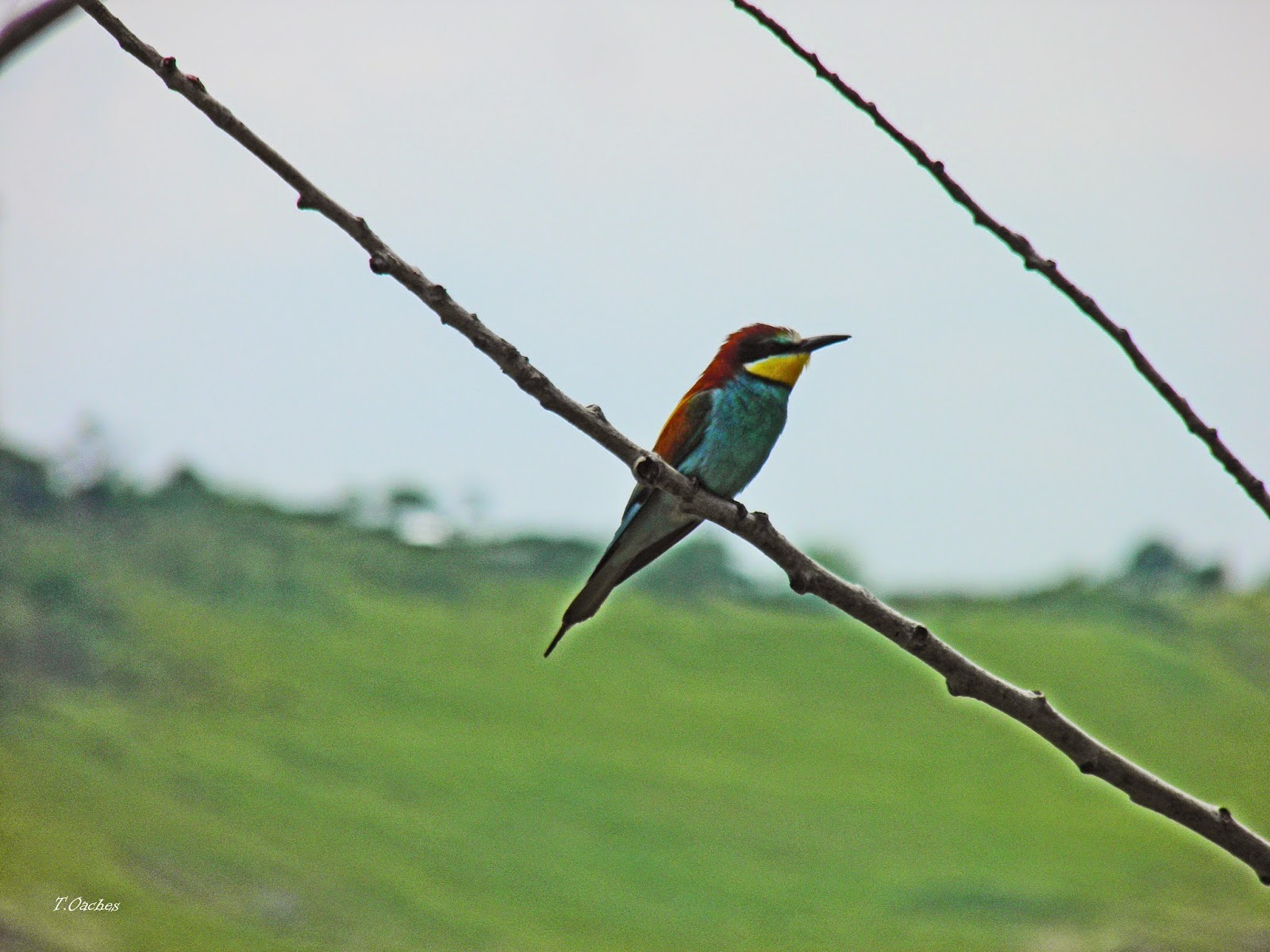 PASARI DIN ROMANIA: PRIGORIE, Merops apiaster