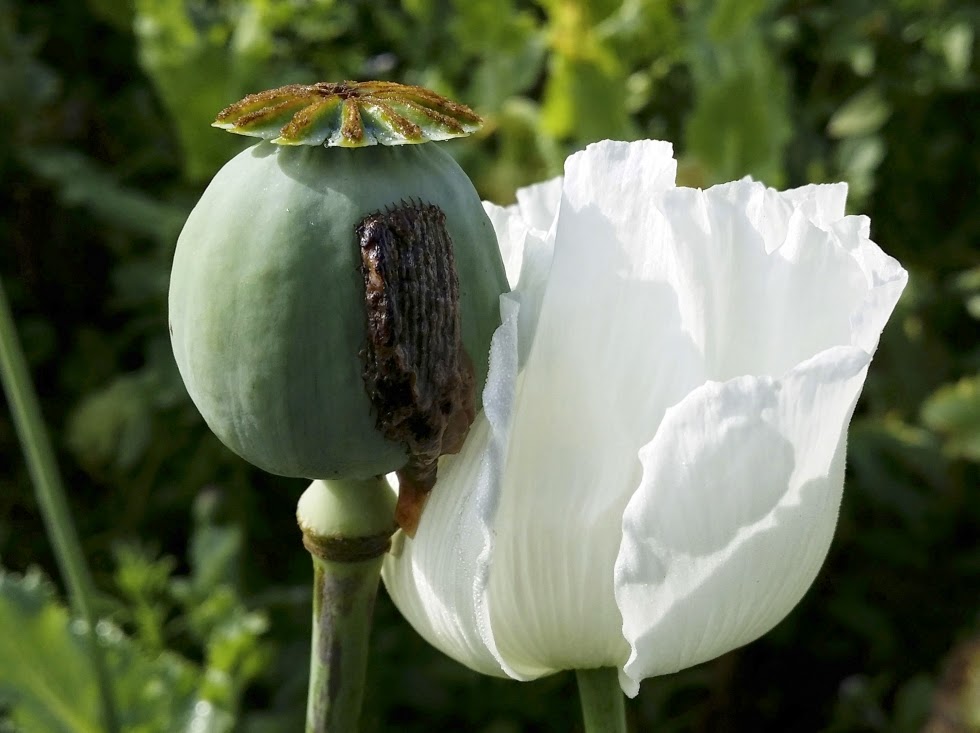 Opium dan Dampaknya - G-Spot Healthy Living