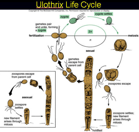 Oedogonium Life Cycle