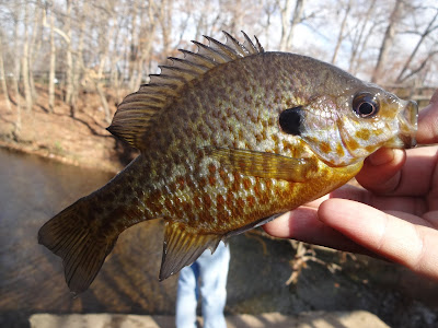 Extreme Philly Fishing: Be a "Sunfish Expert:" A Simple Guide for ...