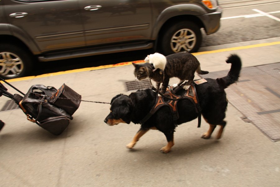 Funny animals riding other animals (15 pics) | Amazing Creatures