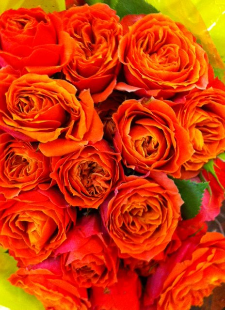 pico soriano designs: ROSES Part one