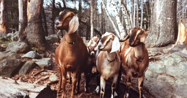 Visits to Corgi Cottage: Goats and Artistic Cheese