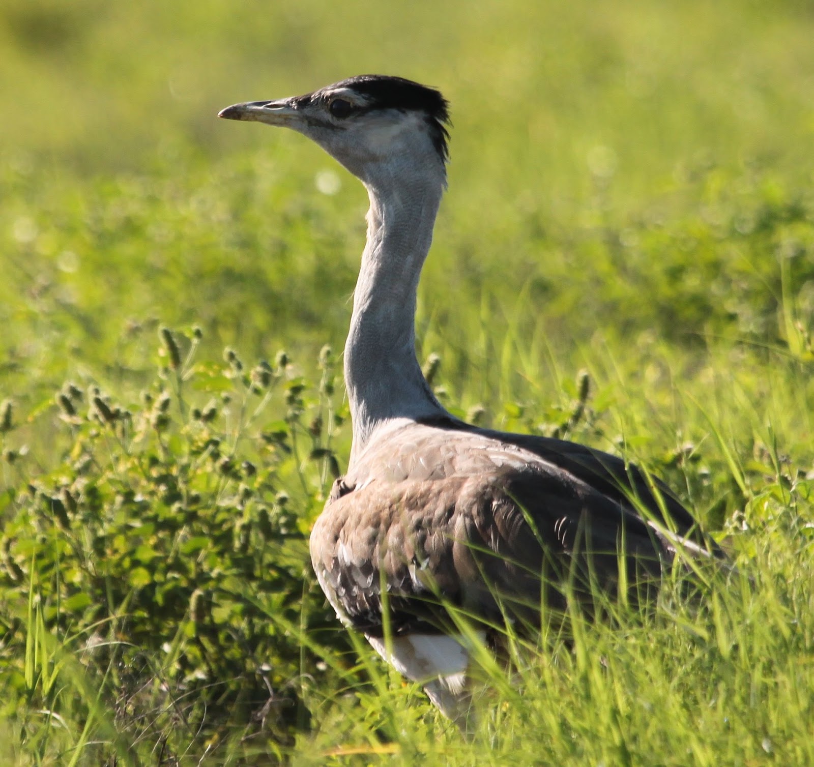 Central Australia Bird Photos: Australian Bustard - also known as Bush ...