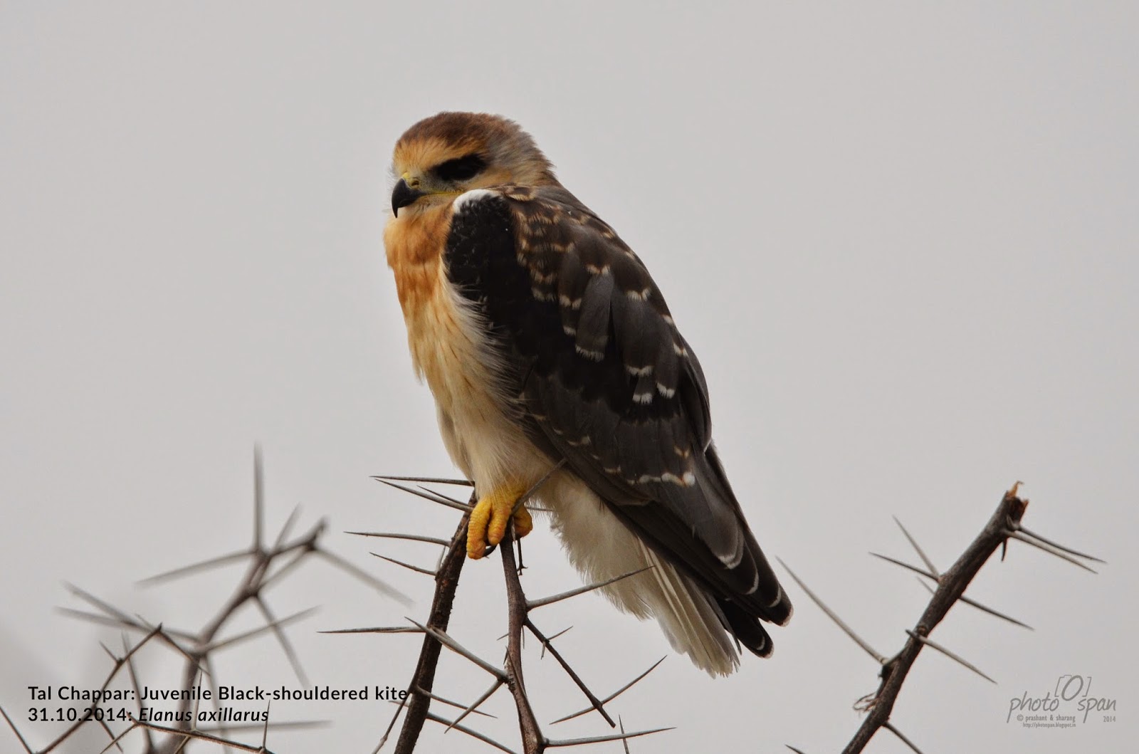 Black-shouldered kite (Juvenile): Elanus axillarus | Photo Span
