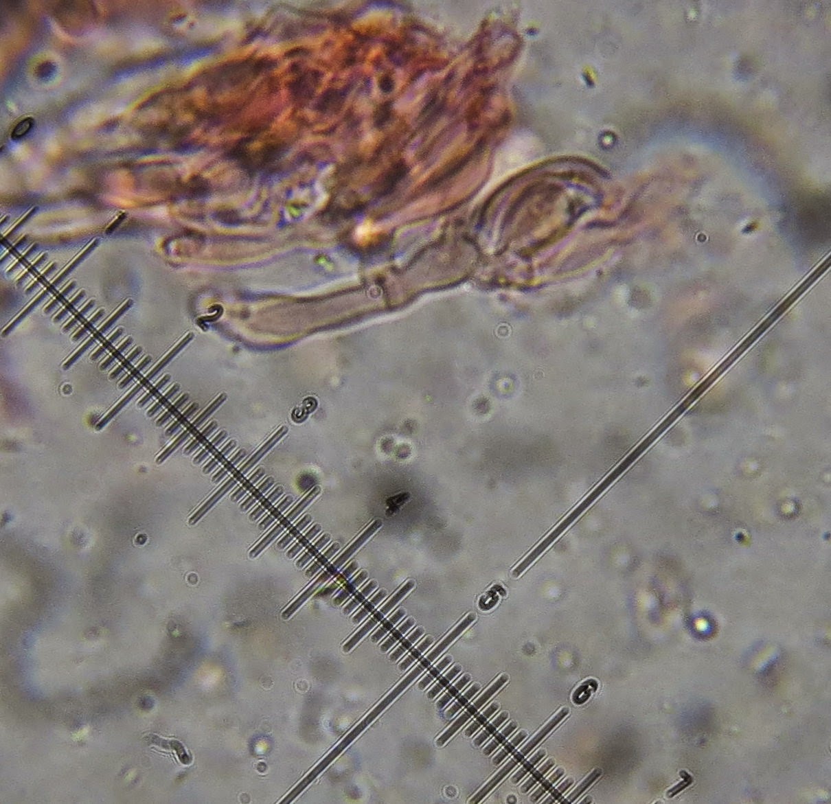 Myco Magic: Schizopora paradoxa