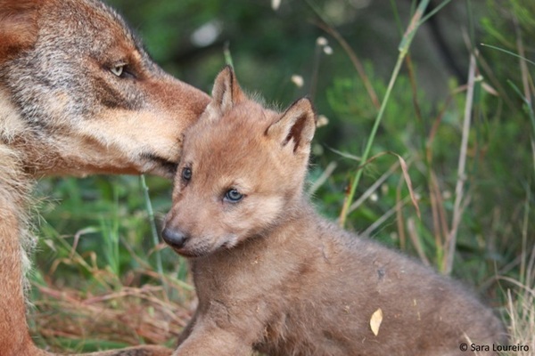 White Wolf : The Iberian Wolf - a gray wolf subspecies from Spain and ...