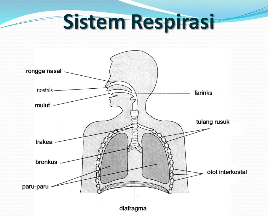 Science Form 3 PT3 : CHAPTER 1 : 1.1 ; Mekanisma Pernafasan Manusia
