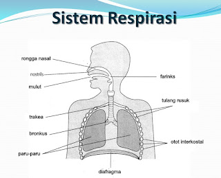 Science Form 3 PT3 : CHAPTER 1 : 1.1 ; Mekanisma Pernafasan Manusia